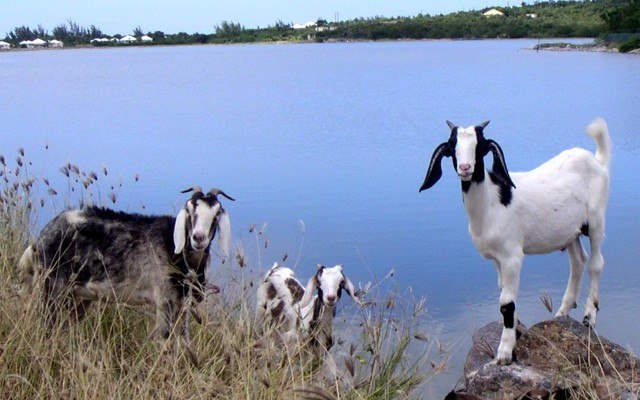 Petty Larceny, Wanderlust and Dreaming of a Holiday in Corfu