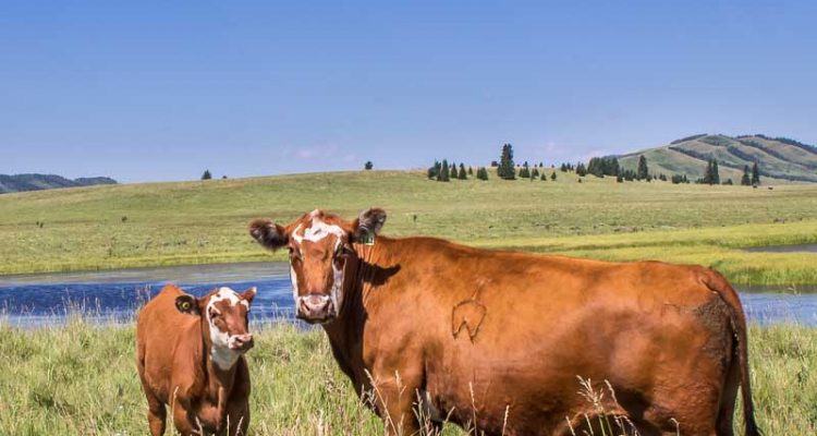 cow and calf at the Calgary Stampede OH Ranch | The Barefoot Nomad