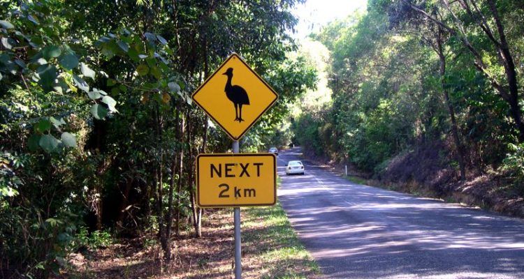 Cassowary crossing Australia | The Barefoot Nomad